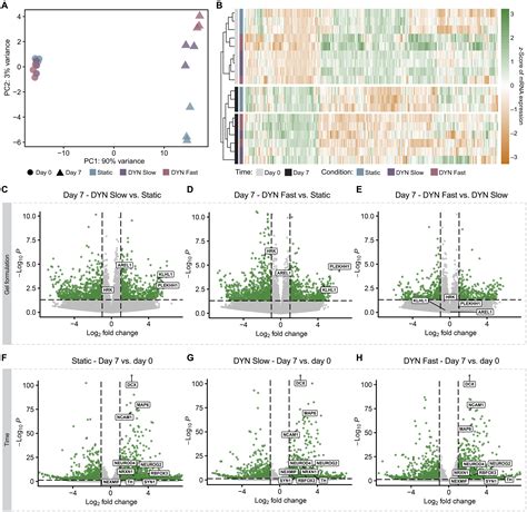 Tunable Hydrogel Viscoelasticity Modulates Human Neural Maturation Science Advances