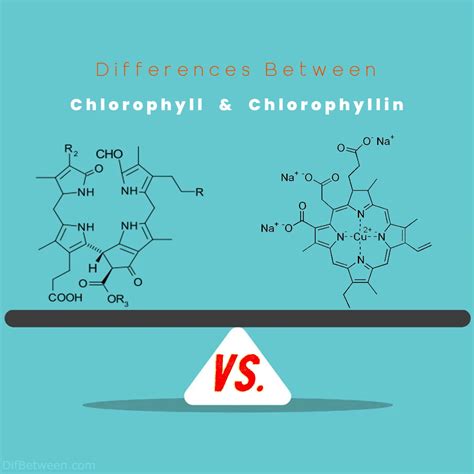 Chlorophyll Vs Chlorophyllin What Sets Them Apart