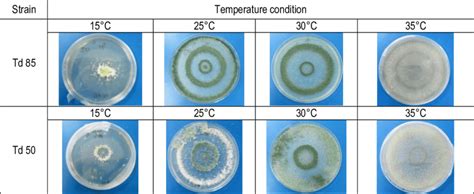 Growth And Sporulation Of Trichoderma Sp Td50 şi Td85 After 4 Days Of Download Scientific