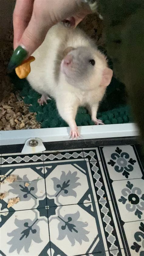 Spins From Egg R Rats