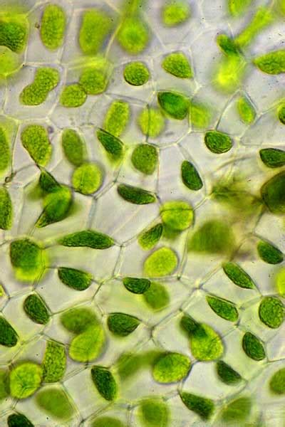 Hornwort Cells Liverworts And Hornworts Te Ara Encyclopedia Of New