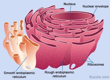 Smooth Endoplasmic Reticulum Function Definition Stru Vrogue Co