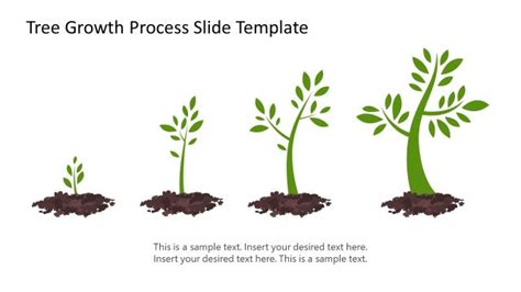Tree Growth PowerPoint Templates