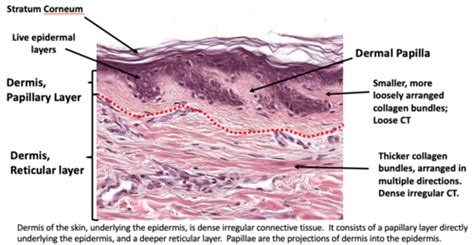 Papillary Layer And Reticular Layer Of Dermis