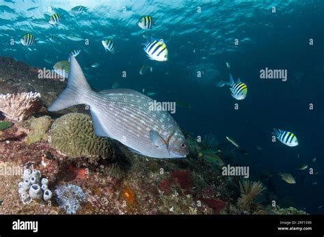 Juvenile Lowfin Drummer Kyphosus Vaigiensis With Indo Pacific