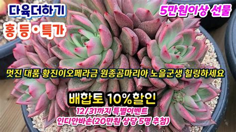 다육더하기4 홍등 특가 온슬로우 원종곰마리아 노을군생 파차이 샴페인 배합토 Youtube