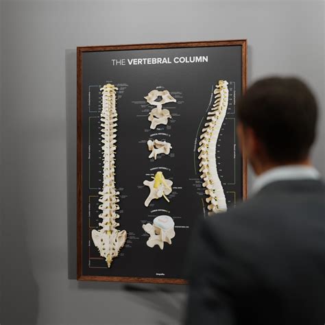 The Vertebral Column Poster Designed By Kirografiks