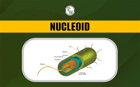 Nucleoid Definition Structure And Functions Importance