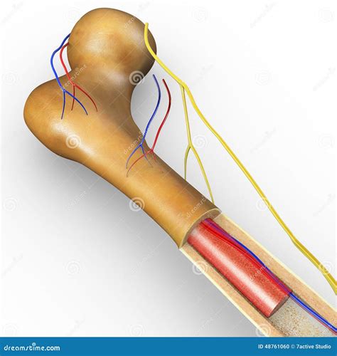 Bone Structure Stock Illustration Image 48761060