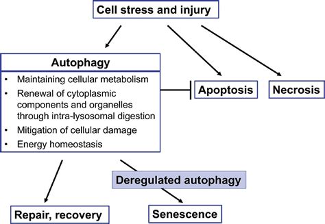 Bile Duct Diseases Clinical Tree