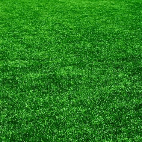 Golf Grass Texture