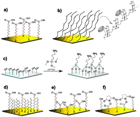 Schematic Representation Of Chemically Modified Gold Surfaces For Spr Download Scientific