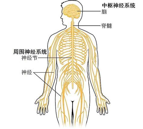 中樞神經系統 Wikiwand