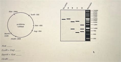 Solved The Map Shows A 3000 Bp Plasmid And Restriction Sites