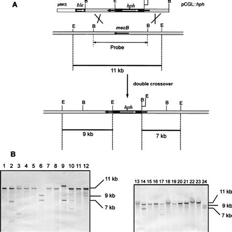 Replacement Of Mecb By An Inactive Copy Using The Double Marker Download Scientific Diagram