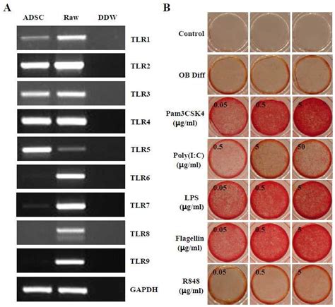 보고서 지방간엽줄기세포 신호전달계의 분자적 해석을 통한 조골세포 분화기술 개발