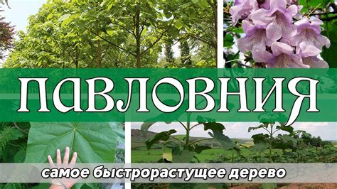 Павловния самое быстрорастущее дерево Youtube