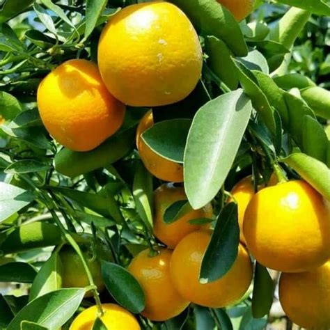 Jual Joss Pohon Jeruk Lemon Cui Berbuah Tambulapot Bibit Pohon Jeruk Kip Viral Shopee