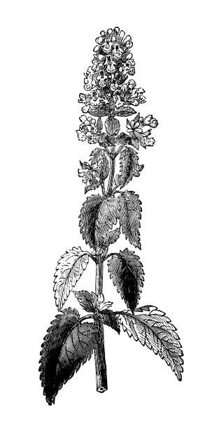 Catnip Illustrations Royalty Free Vector Graphics And Clip Art Istock