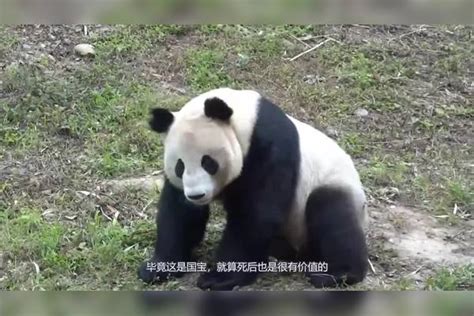 大熊猫如此珍贵死后尸体会怎么处理道出真相令人心酸 尸体 处理 大熊猫