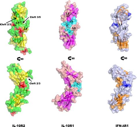 Crystal Structure Of Human Interferon λ1 In Complex With Its High Affinity Receptor Interferon