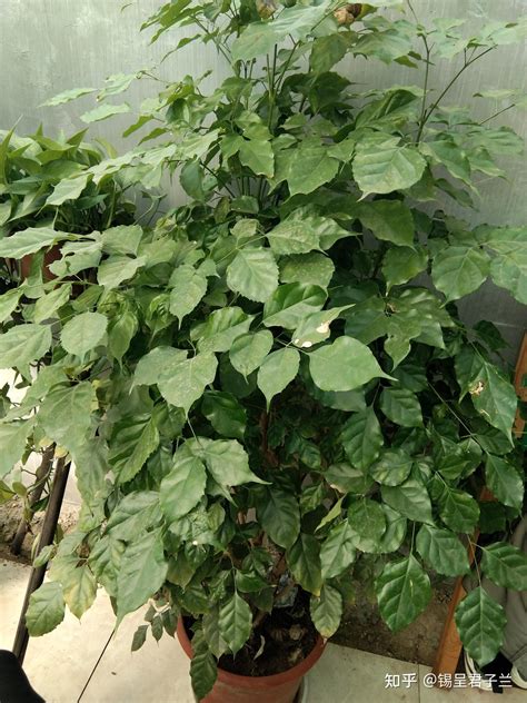 封闭式阳台养什么花和植物比较好？ 知乎