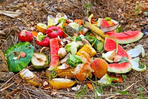 Chromatophores What Are Function And Classification Evidence Network
