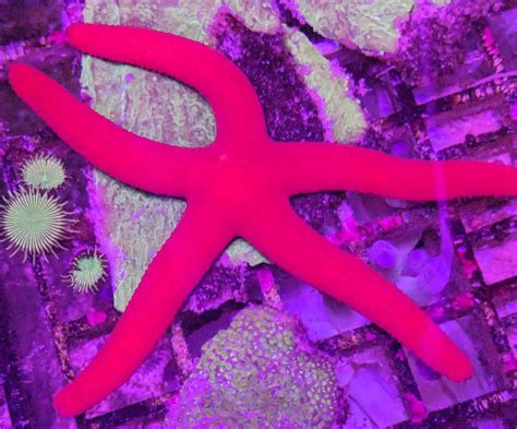 Roter Seestern Fromia Indica Communitycorals