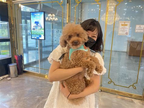 강남 2022 0039 푸들 풀이 책임분양 포미분양 포매라니안분양 포메리안분양 치아와분양 말티스분양 푸말티분양 러시아블루분양 포미분가격 포매라니안분양가격 포메리안분양가격