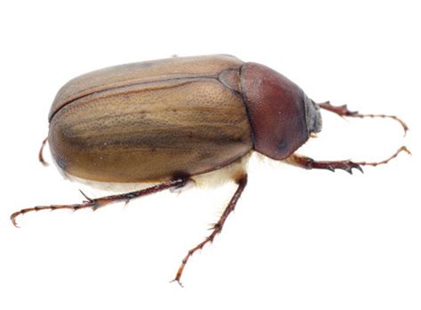 Interesting Facts About June Bugs Artofit