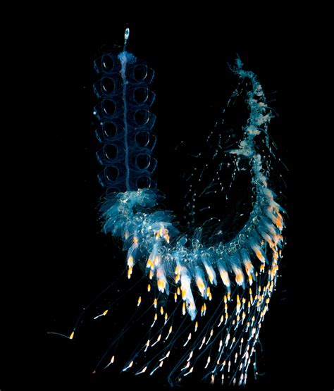 외계 생물이 아닙니다···깊고 깊은 바다에서만 만날 수 있는 신비한 친구들입니다 이미지로 여는 책