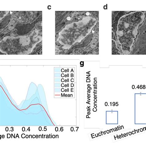 Differences In Dna Concentration Between Euchromatin And Download Scientific Diagram