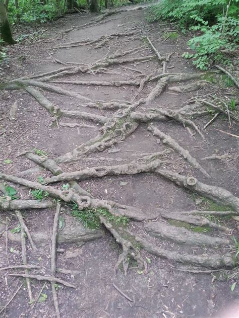 The Rooted Path Stock Image Image Of Rooted Path Roots 116848295