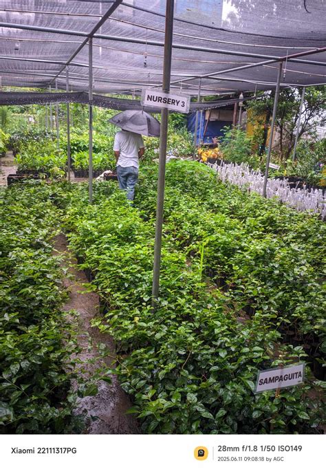 City City Agriculture Office San Pedro Laguna