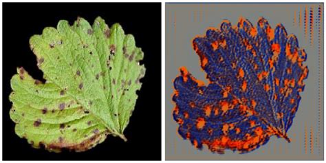 Towards Data Science On Linkedin Plant Disease Detection Using