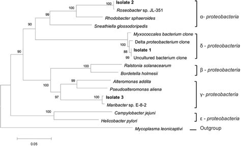 Phylogenetic Tree Of The Ingested Bacteria Phylogenetic Tree Based On Download Scientific