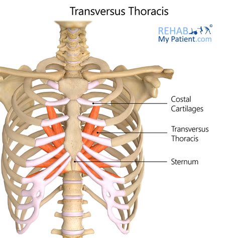 Thoracic Spine Articles Rehab My Patient