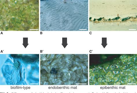 Figure 1 From Microbially Induced Sedimentary Structures In Clastic Deposits Implication For