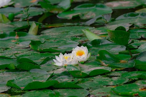 Lilylarimarpics Photos Download The Best Free Lilylarimarpics