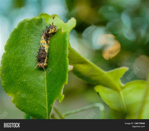 Black Worm On Leaves Lemon Tree Image And Photo Bigstock