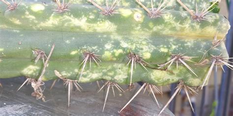 Bug Army Viral Or Other Found On A Farm House Next To An Active Farm