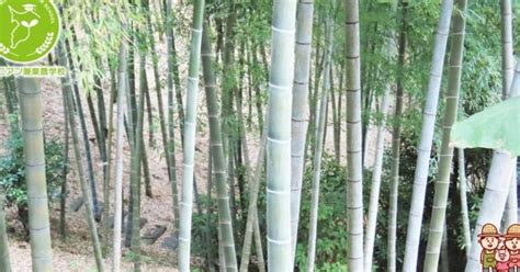 孟宗竹と真竹の違い特徴や用途を徹底解説