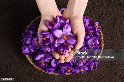 바구니 위에 아름다운 사프란 크로커스 꽃의 더미를 들고 여자 상단 보기 사프란에 대한 스톡 사진 및 기타 이미지 사프란 손 꽃 식물 Istock