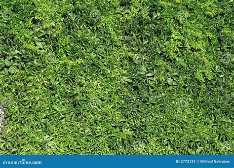 Vine Texture Stock Image Image Of Clambering Shadow 2773131