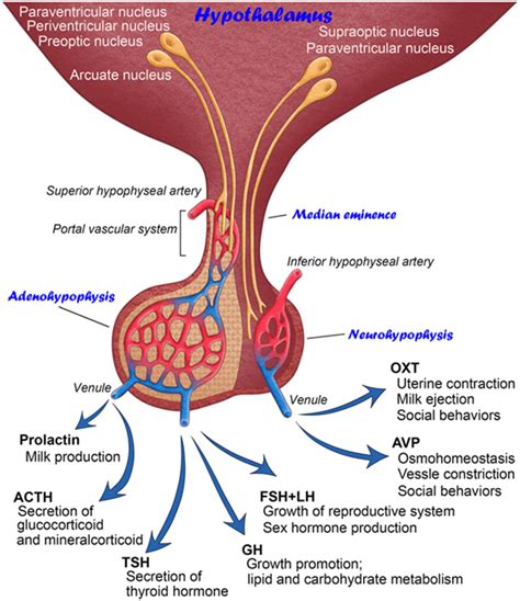 Hypothalamic Nuclei Functions