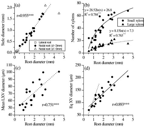 Relationship Between Root Diameter And Stele Anatomical Properties At 5