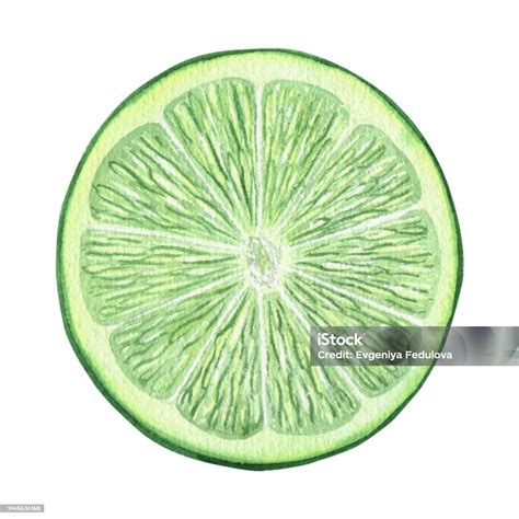 Cat Air Dari Irisan Jeruk Nipis Segar Iris Bulat Buah Jeruk Nipis Buah Segar Makanan Vegetarian