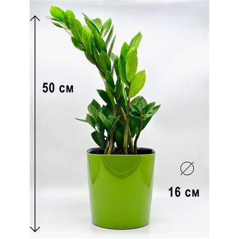 Замиокулькас в зеленом пластиковом кашпо с АВТОПОЛИВОМ высота композиции 40 50 см Живые