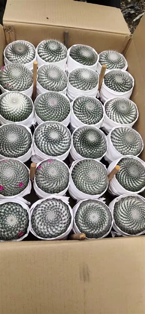 仙人球玉翁植物雪顶茸毛可爱绿色室内桌面盆栽 阿里巴巴