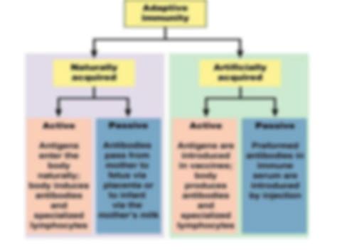 Solution Types Of Immune System Studypool